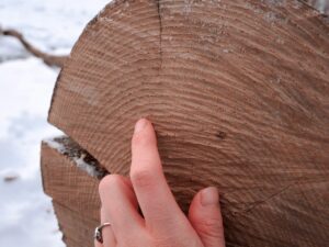Fun Things To Learn About Tree Rings with Kids! - Our Days Outside
