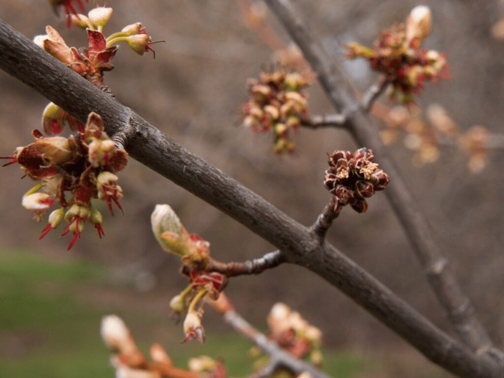 Spring Hike: 5 Intriguing Things to Look For! - Our Days Outside
