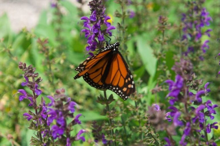 4 Easy Ways to Make a Pollinator Garden with Kids - Our Days Outside